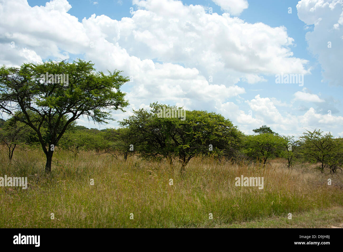 Peaceful bushland scene under a blue and cloudy sky. Antelope Park ...