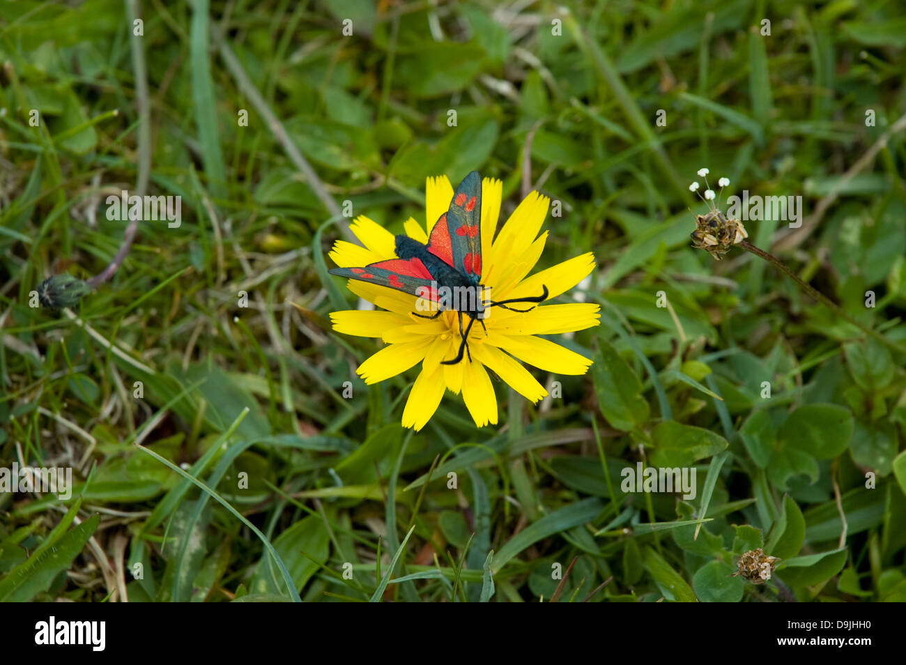 Moth on Yellow Flower Stock Photo - Alamy