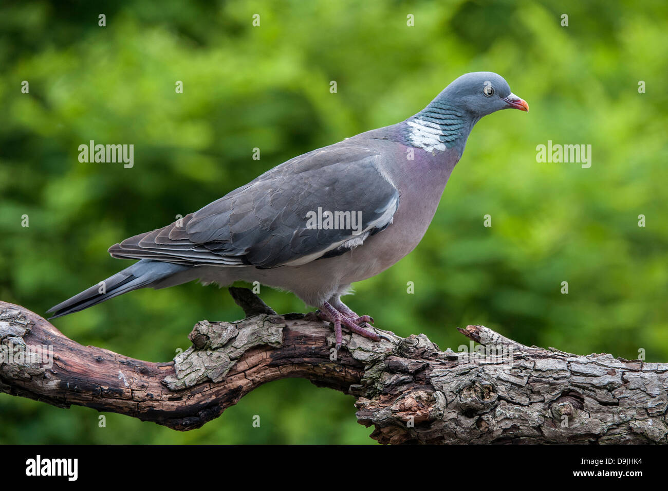 Common wood pigeon hi-res stock photography and images - Alamy