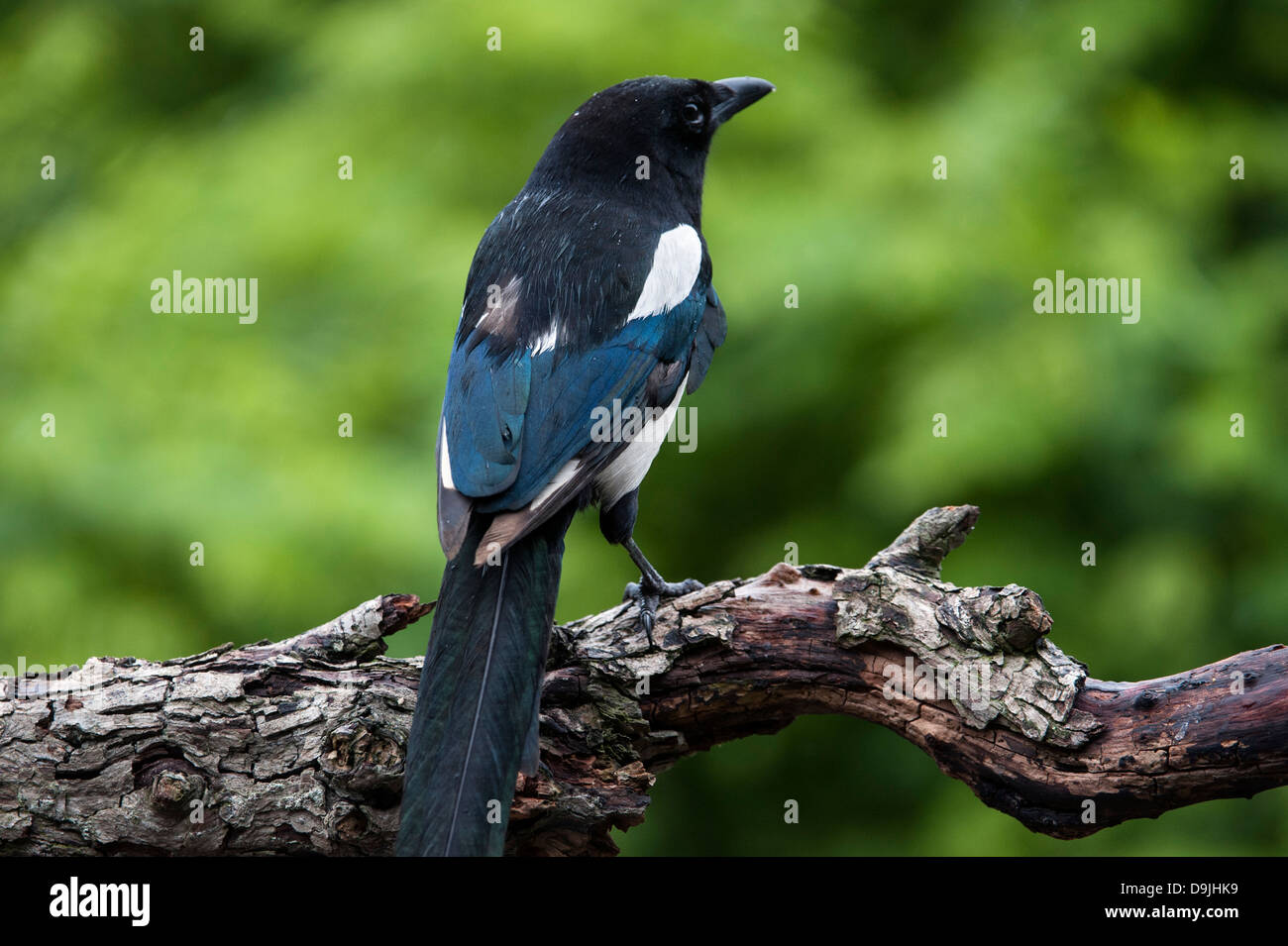 Eurasian Magpie / European Magpie / Common Magpie (Pica pica) perched ...