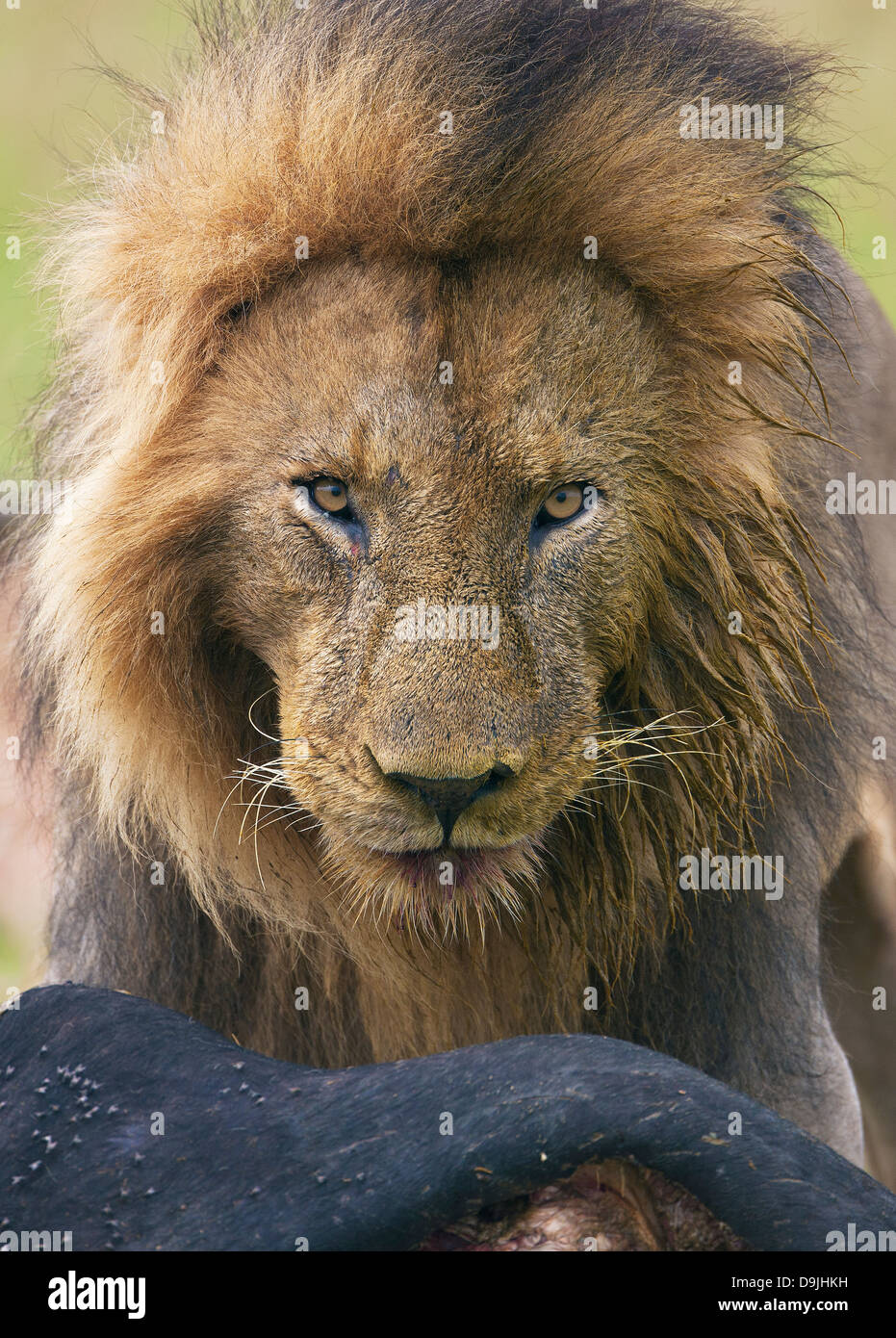 Lion close up hi-res stock photography and images - Alamy