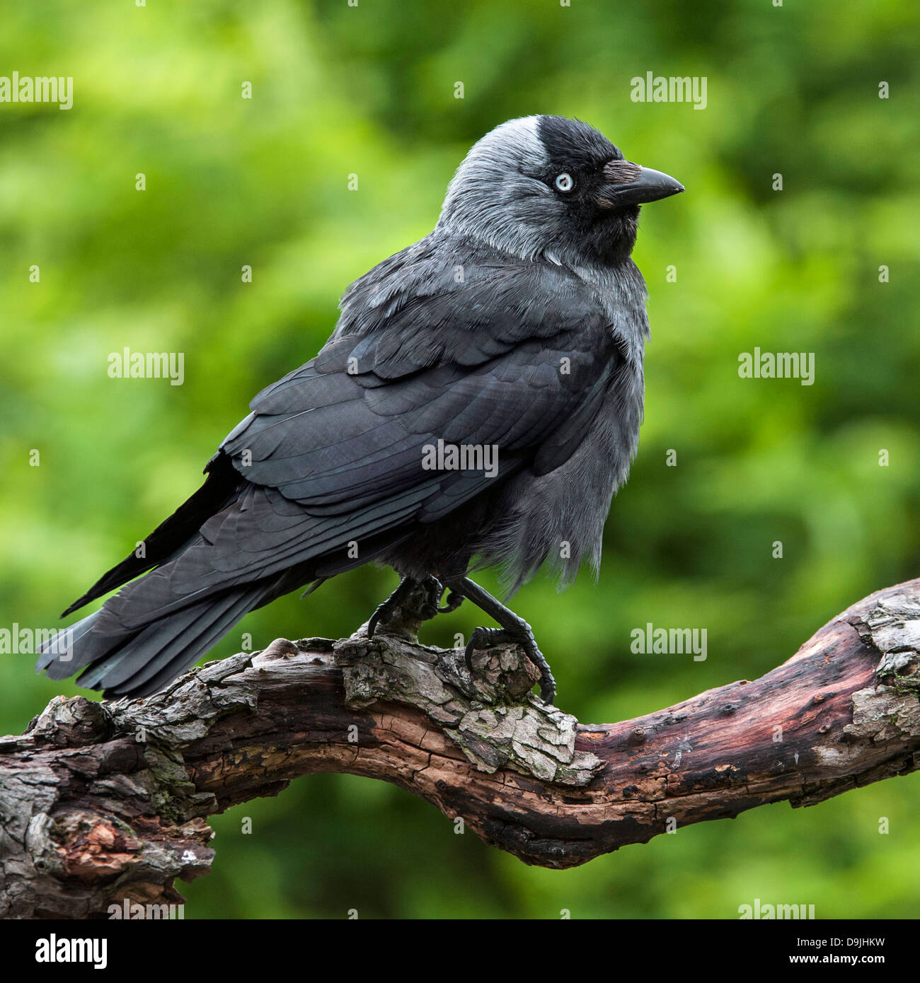 Jackdaws uk hi-res stock photography and images - Alamy