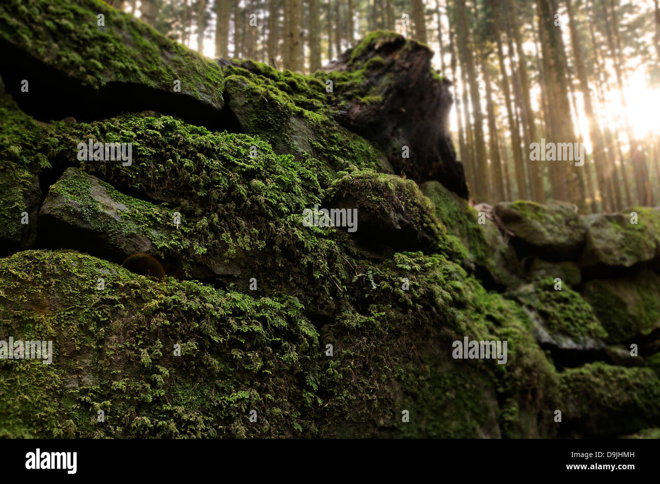 Damp rocks hi-res stock photography and images - Alamy