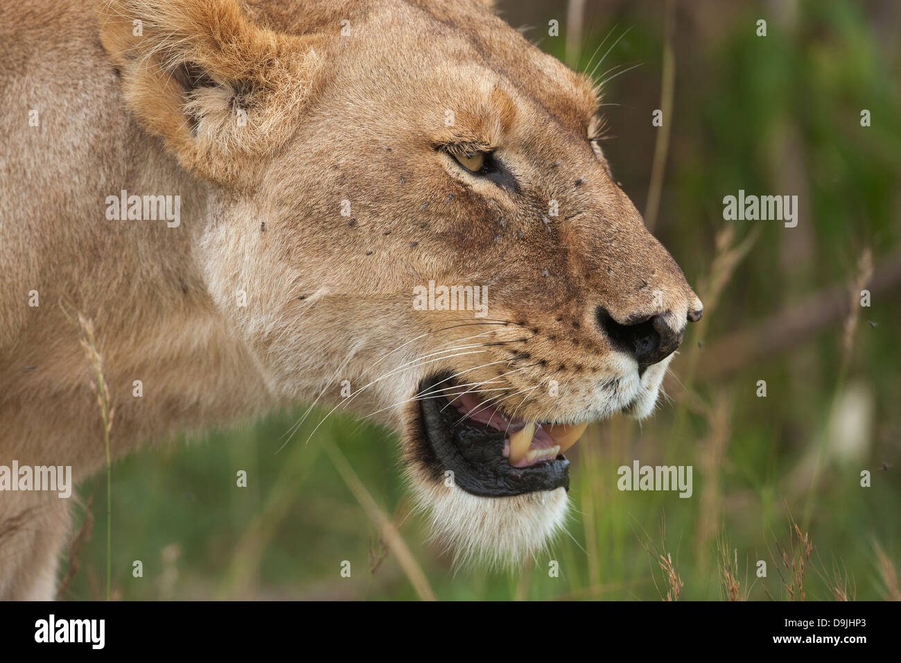 Female lion face portrait hi-res stock photography and images - Alamy
