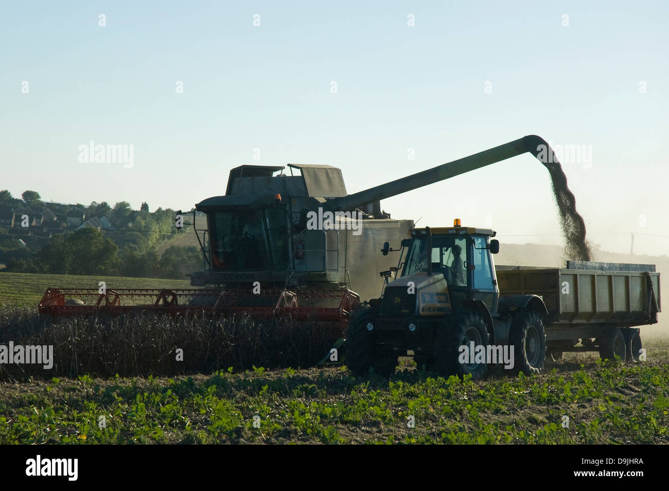 Combine unloading on the move while harvesting beans Stock Photo - Alamy