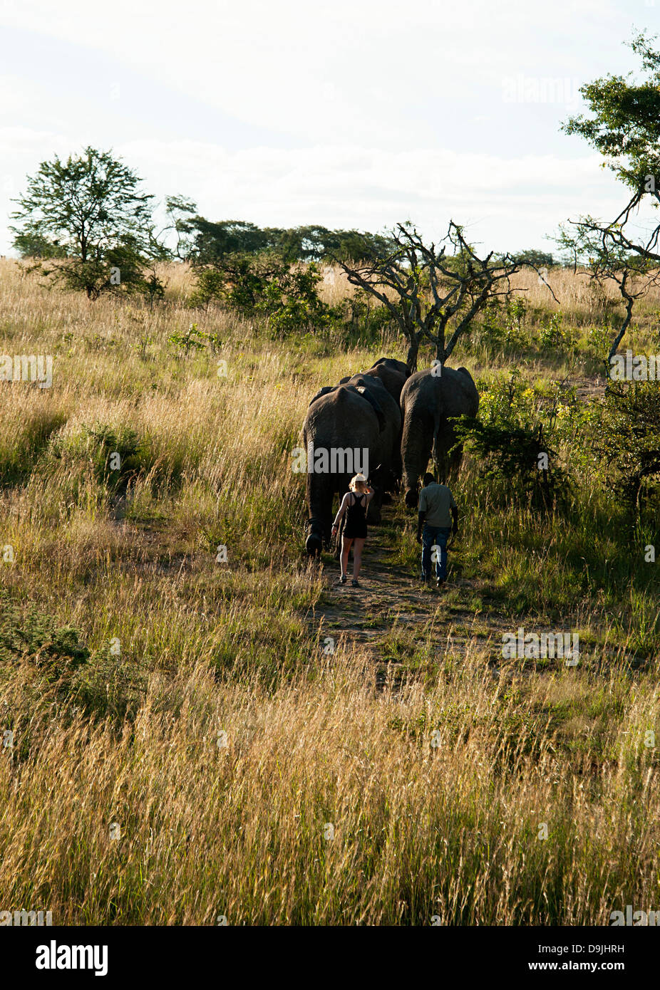 Elephant dad hi-res stock photography and images - Alamy