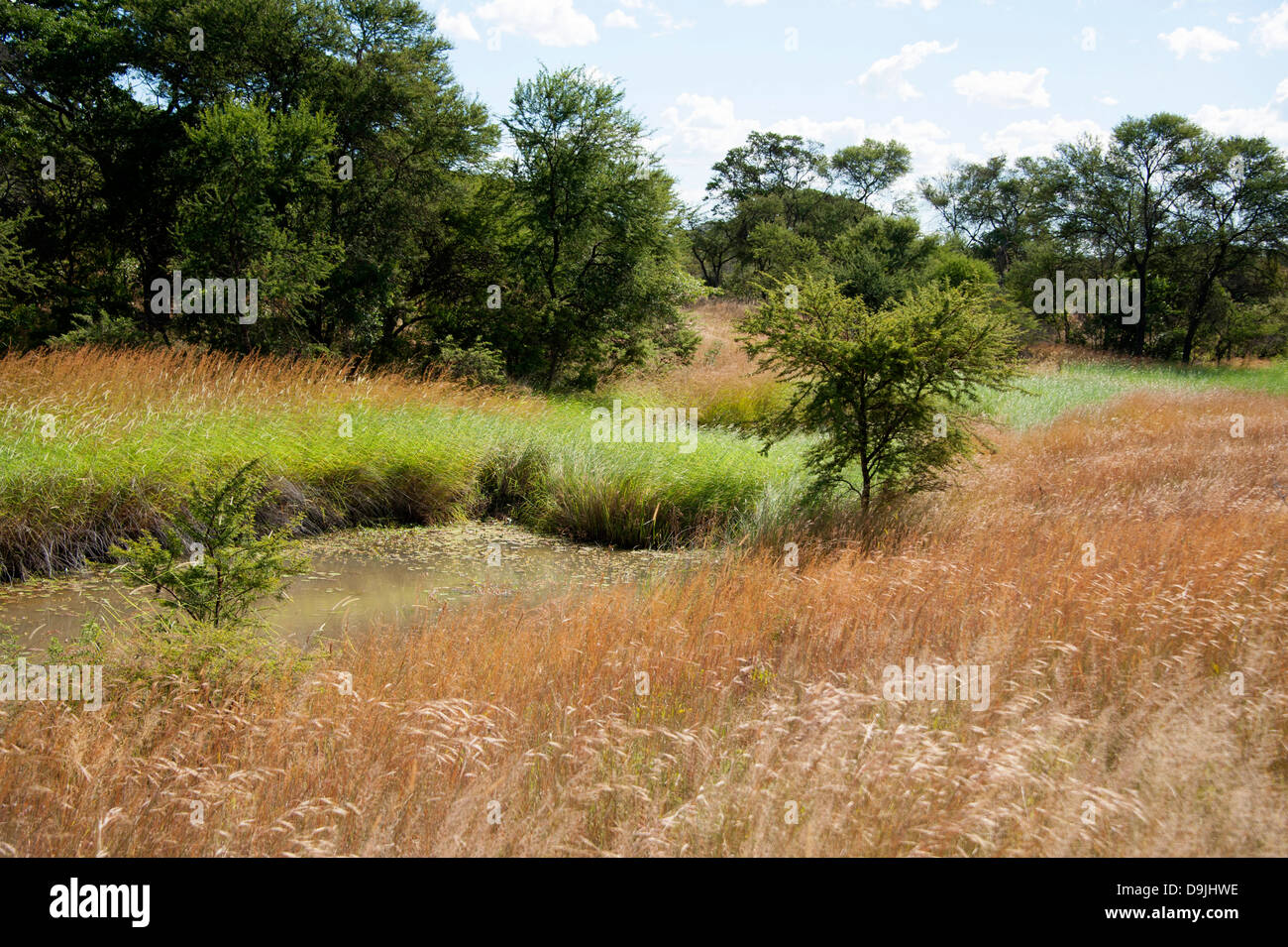 Scenic beauty of open savannah grassland towards the end of the wet ...