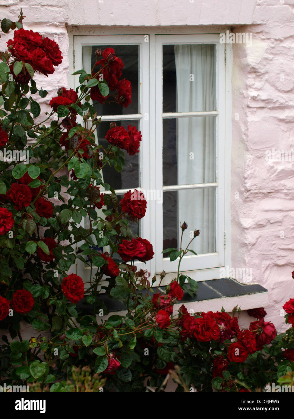 Rose around window hi-res stock photography and images - Alamy