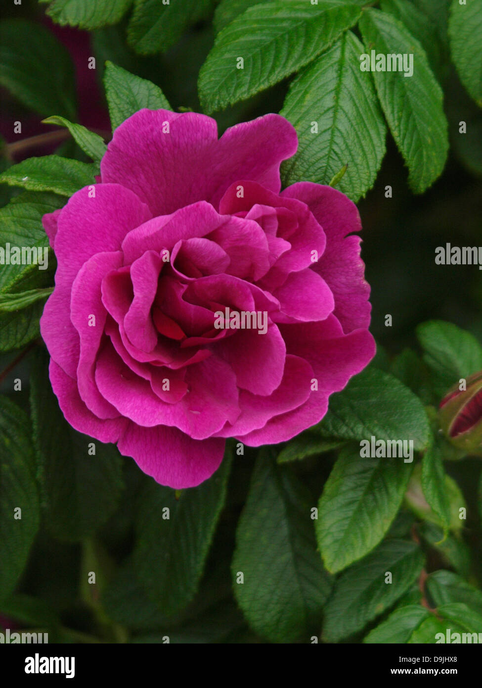 Lavender rose hi-res stock photography and images - Alamy