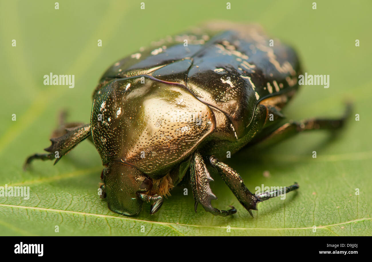 Liocola marmorata hi-res stock photography and images - Alamy