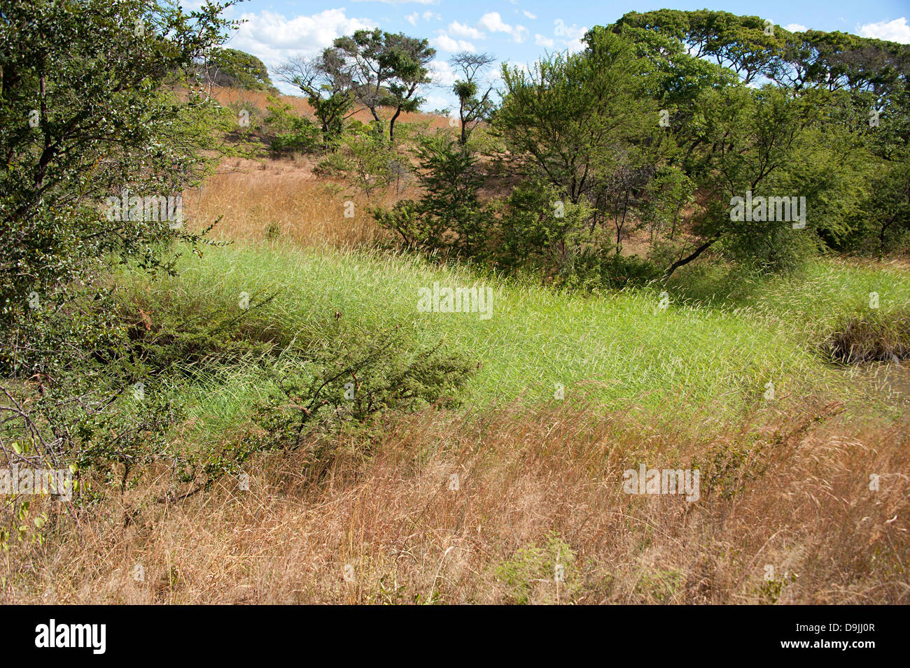 Scenic beauty of open savannah grassland towards the end of the wet ...