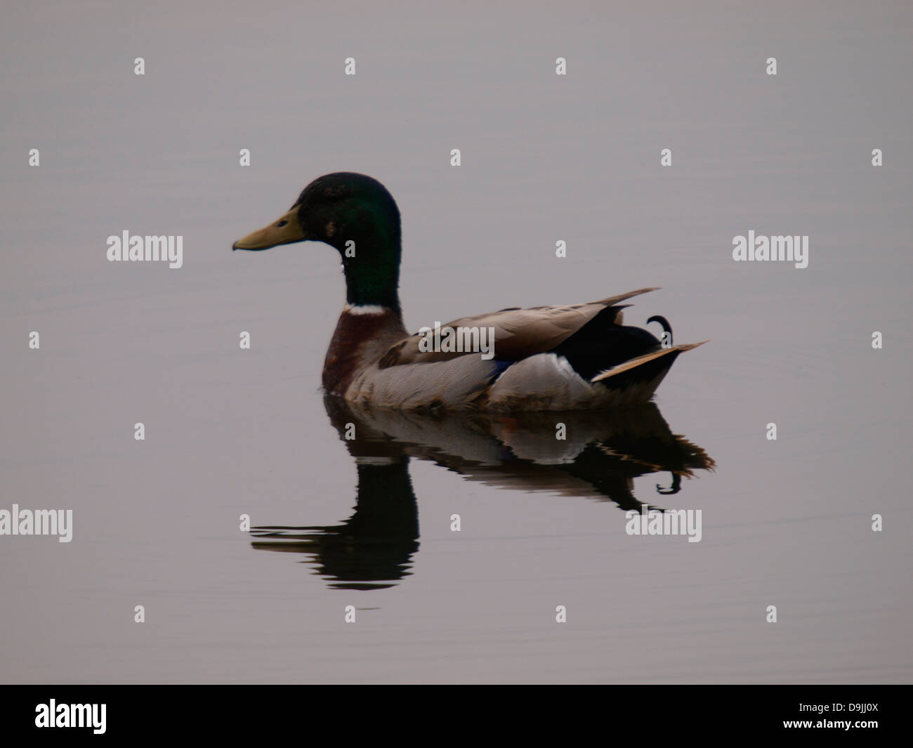 Male mallard duck, Anas platyrhynchos on a still pond, UK 2013 Stock ...