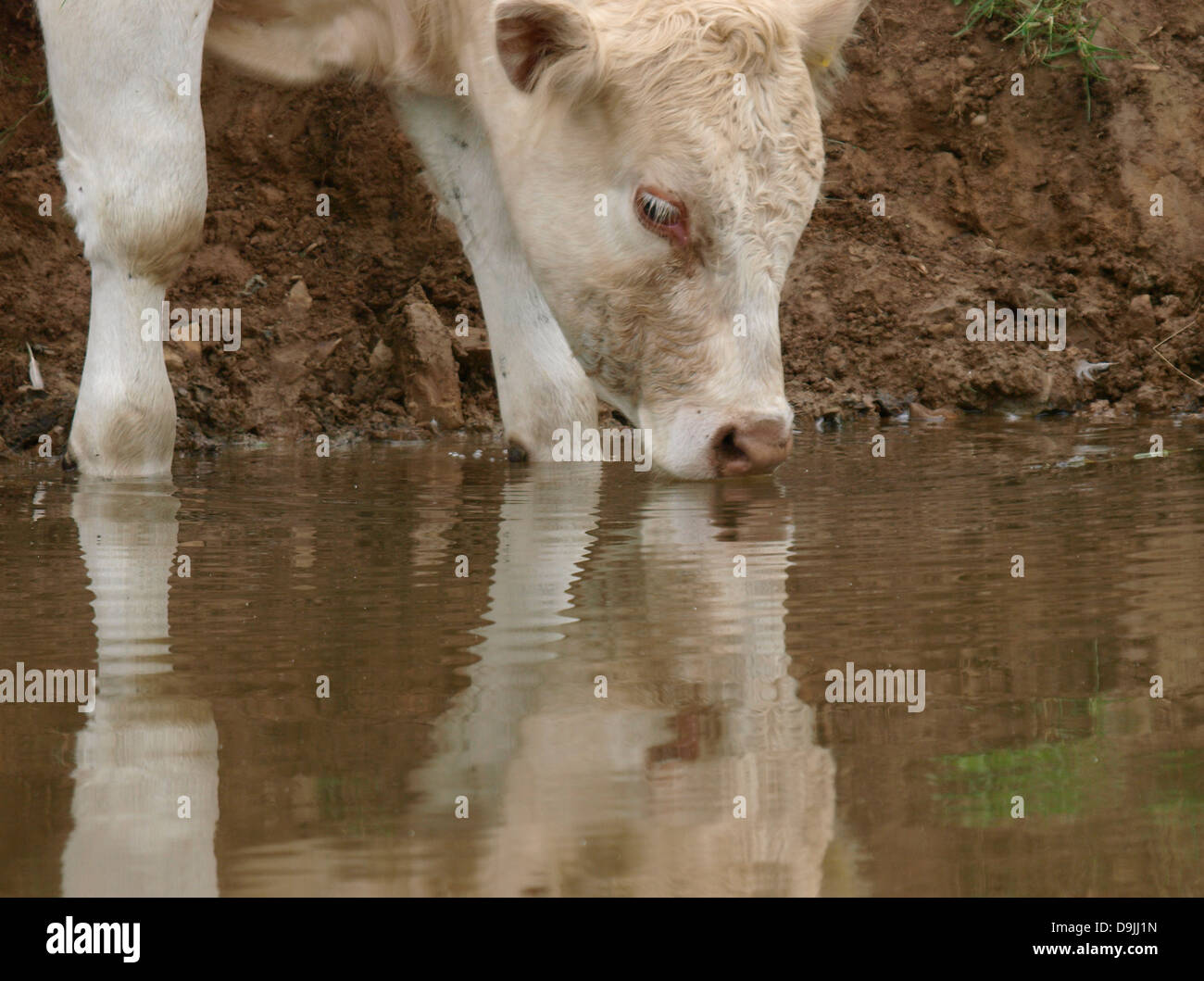 Cow drinking from a river, UK 2013 Stock Photo - Alamy