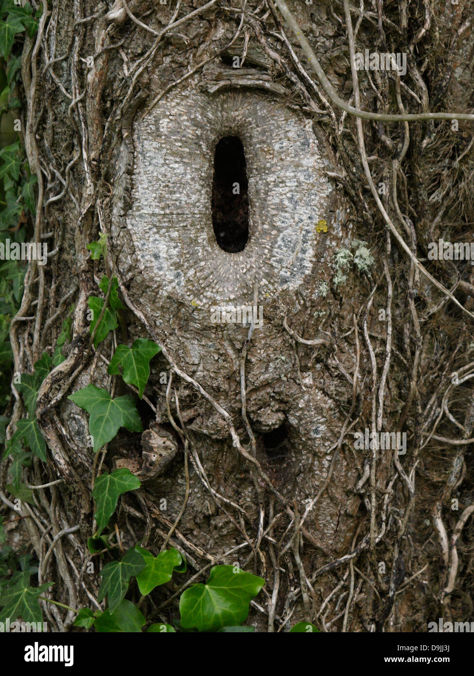 Hole for tree hi-res stock photography and images - Alamy
