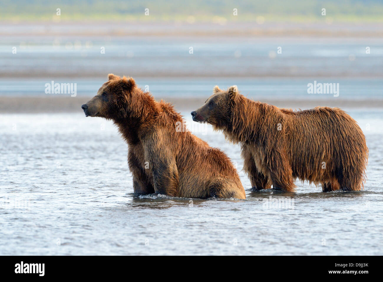 Two grizzly bears looking sideways hi-res stock photography and images ...