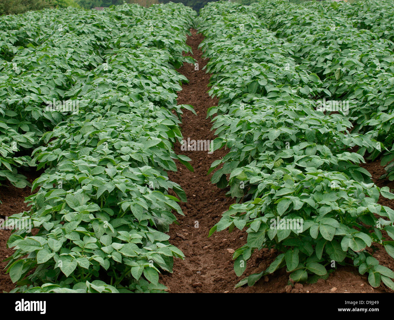 Potato field ridges hi-res stock photography and images - Alamy