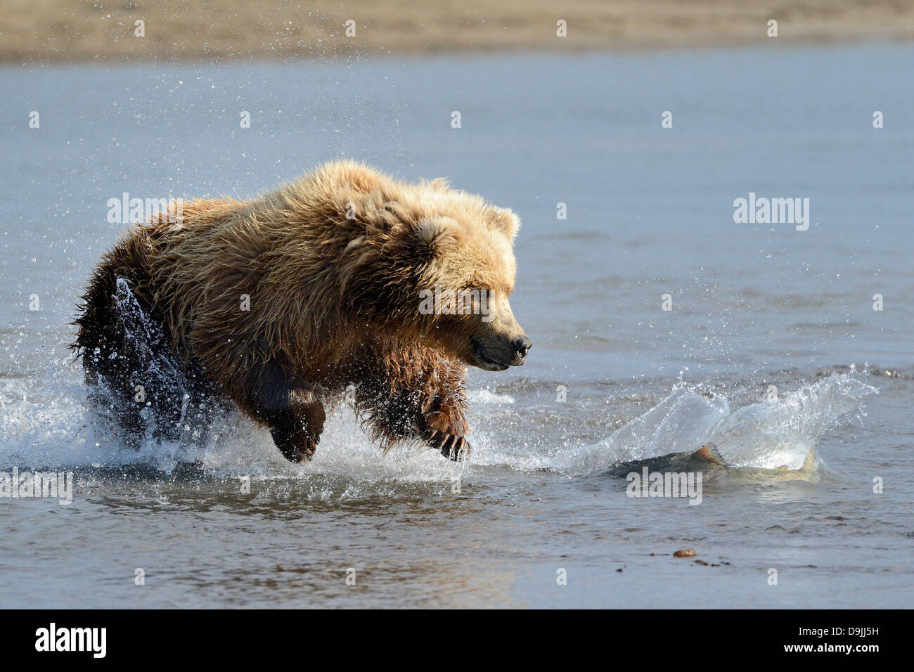 Grizzly Bear jumping at fish Stock Photo - Alamy