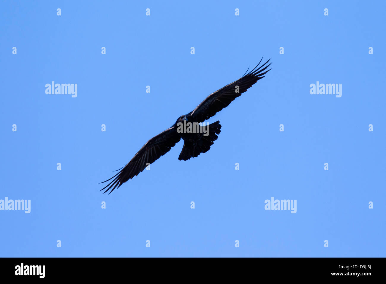 Common raven / Northern raven (Corvus corax) bird in flight Stock Photo ...