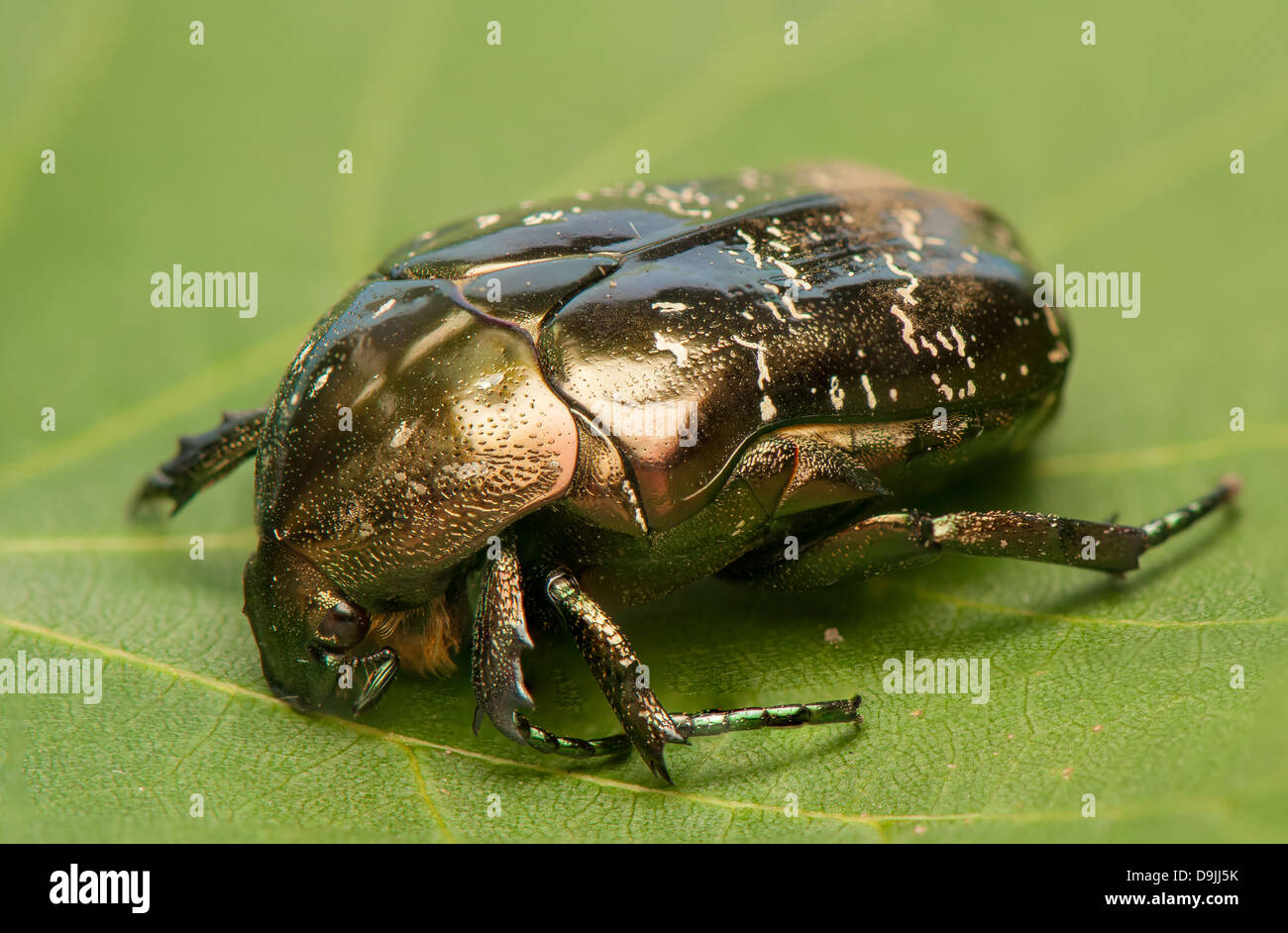 Protaetia marmorata hi-res stock photography and images - Alamy
