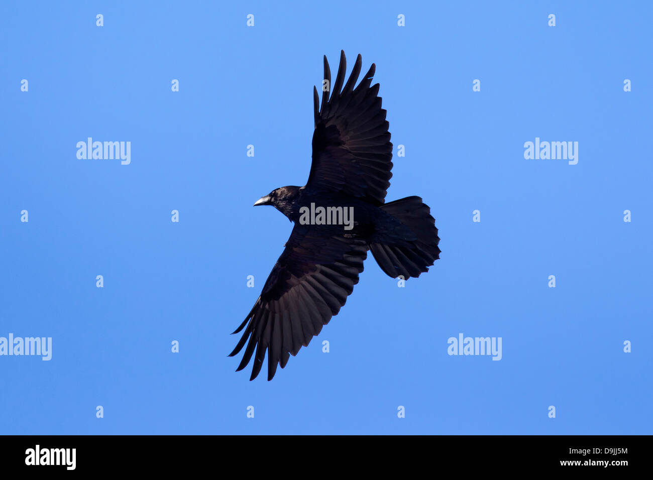 Common Ravens High Resolution Stock Photography and Images - Alamy