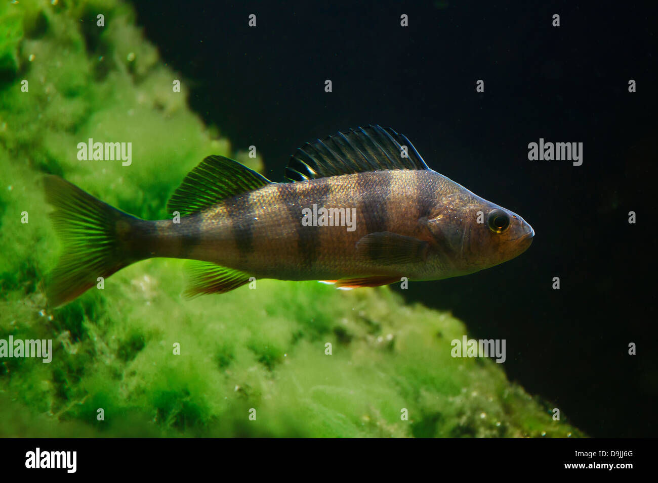 European perch / redfin perch / English perch (Perca fluviatilis) fish ...