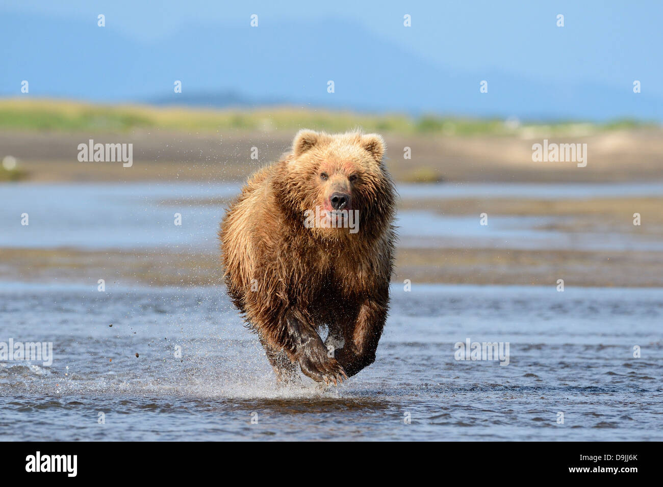 Running grizzly bear hi-res stock photography and images - Alamy