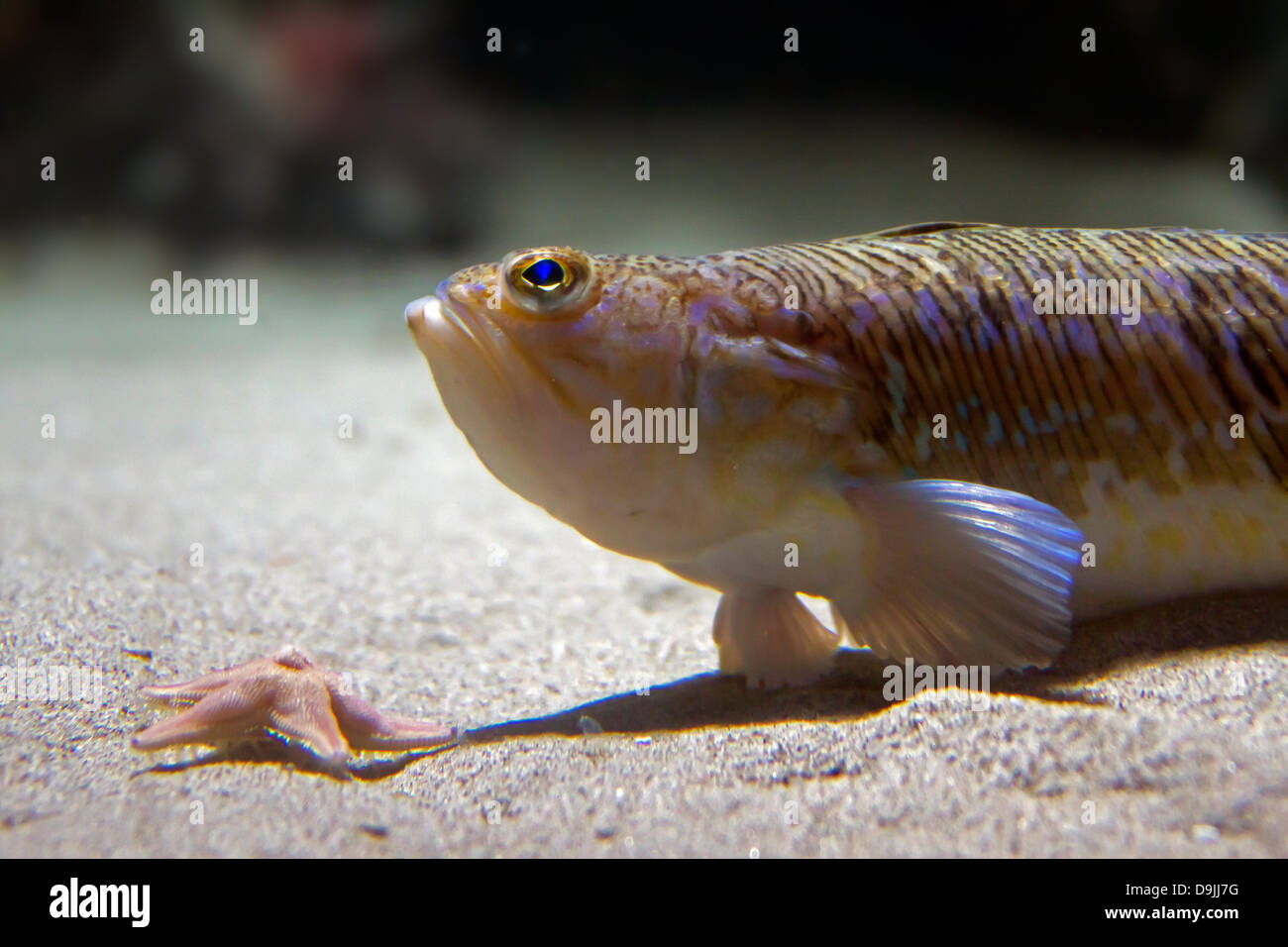 Greater weever fish (Trachinus draco) lying on the seabed Stock Photo ...