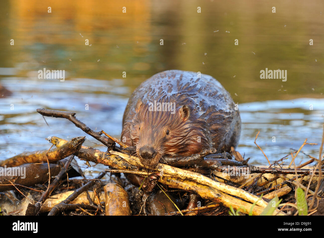 Beaver building dam canada hi-res stock photography and images - Alamy