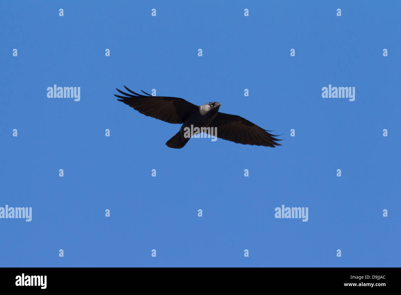 Jackdaws in flight hi-res stock photography and images - Alamy