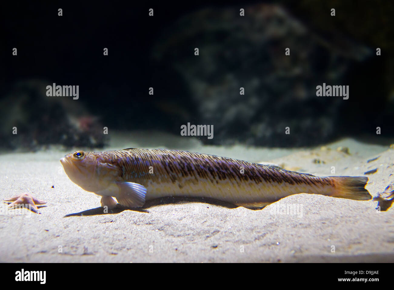 Greater weever fish (Trachinus draco) lying on the seabed Stock Photo ...