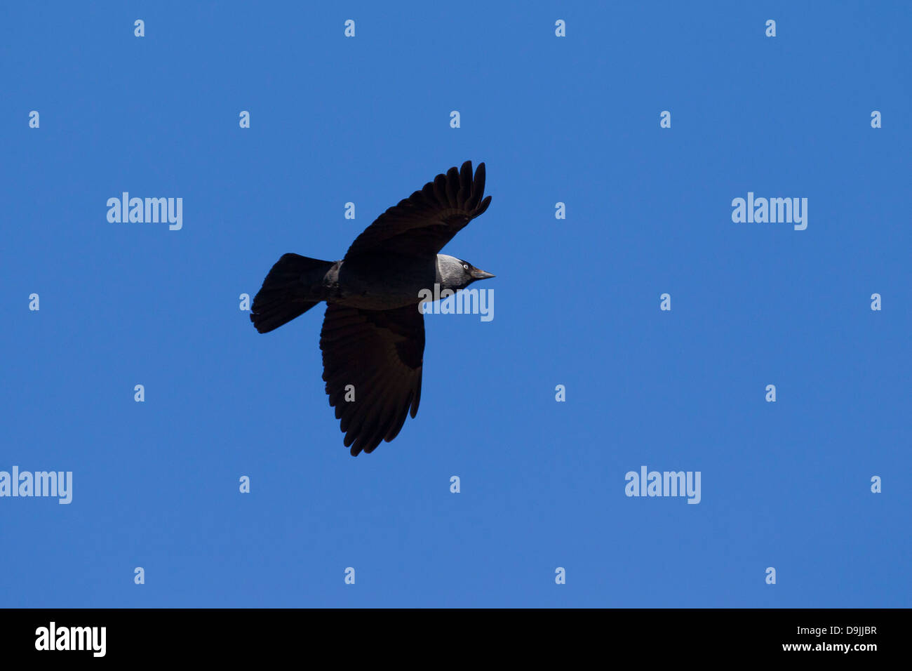 Western Jackdaw / Eurasian Jackdaw / European Jackdaw (Corvus monedula ...