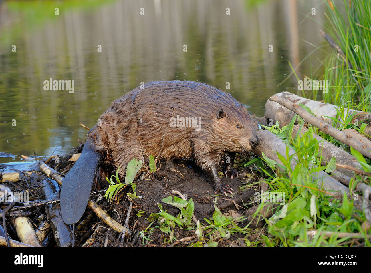 A side view of an adult beaver on his dam Stock Photo - Alamy