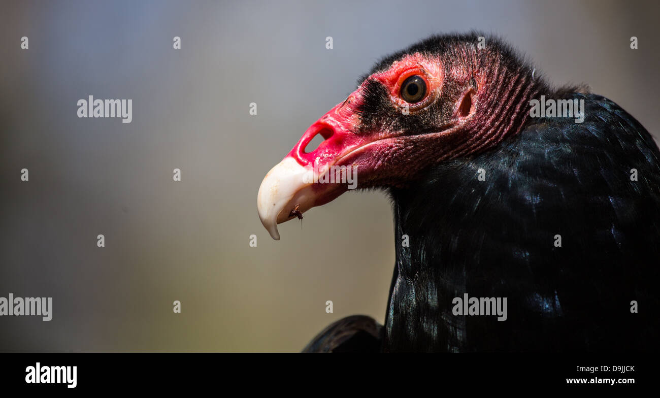 The odd faced Turkey Vulture as he hangs out in the sun Stock Photo - Alamy