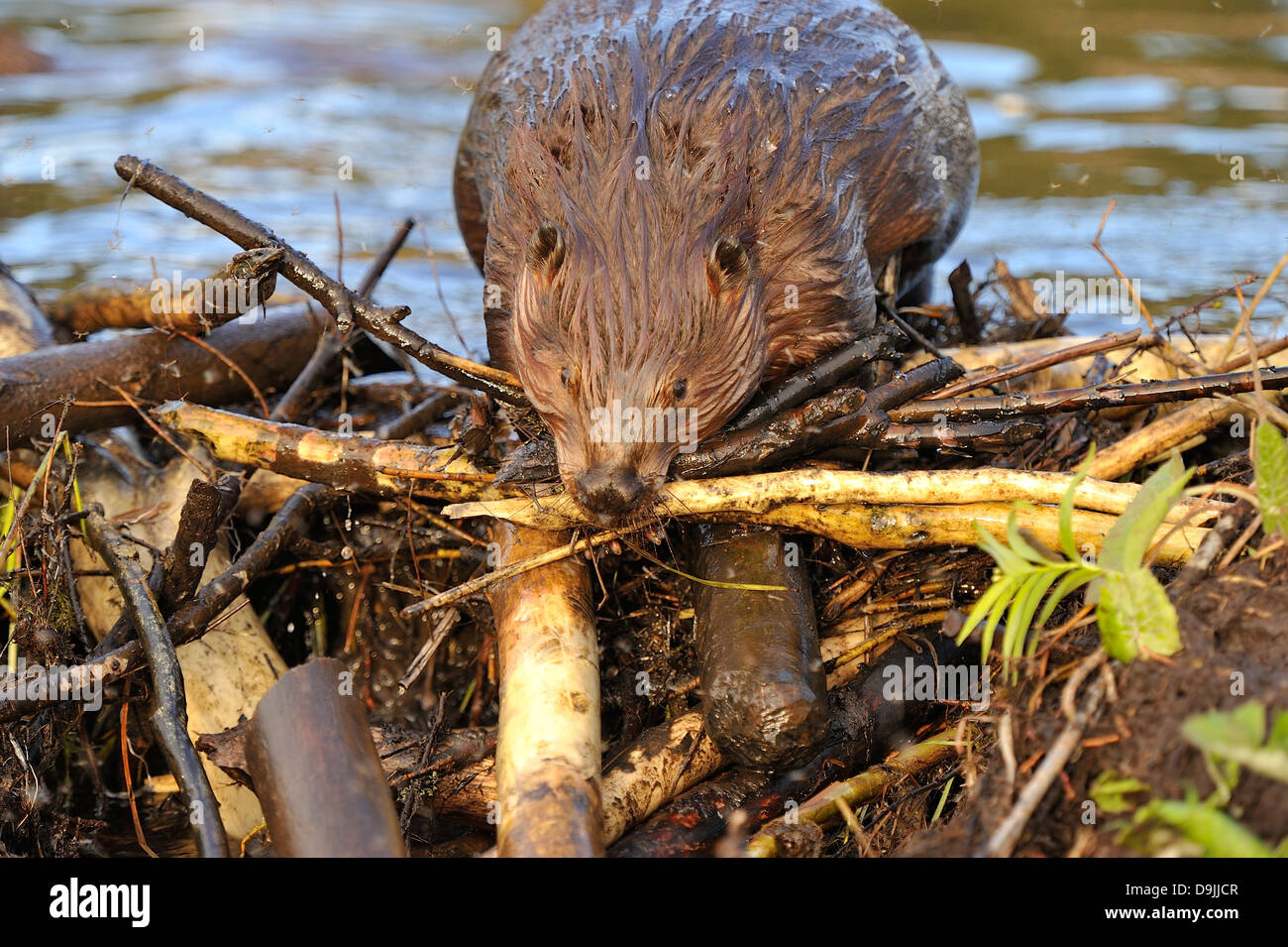 Beaver building dam canada hi-res stock photography and images - Alamy