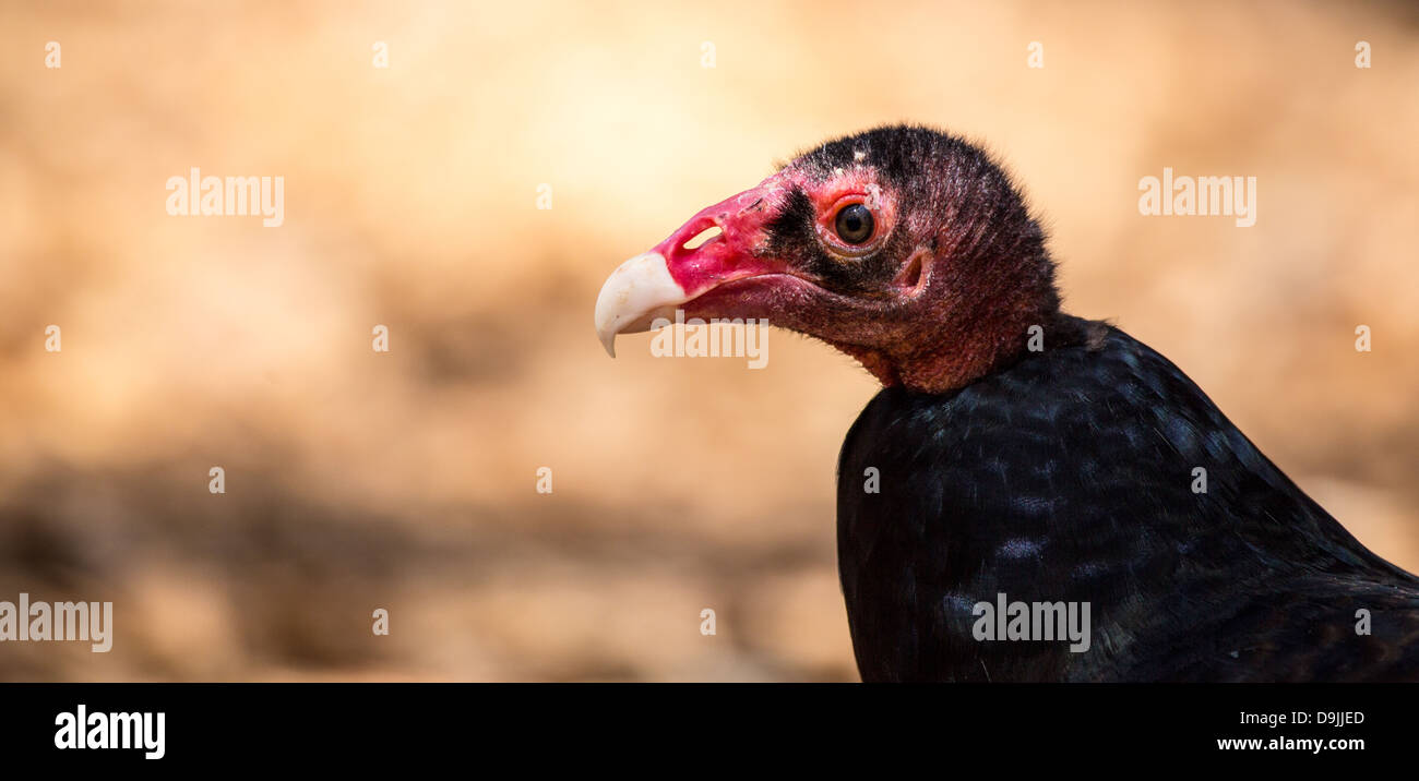 The odd faced Turkey Vulture as he hangs out in the sun Stock Photo - Alamy