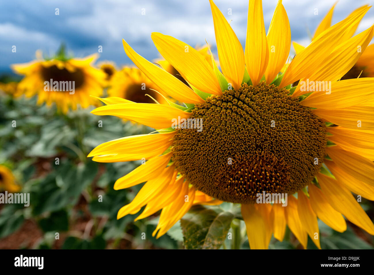 Close up photograph of a sunflower under an ominous sky, with other ...