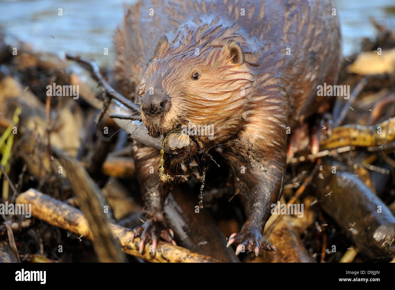 Beaver teeth hi-res stock photography and images - Alamy