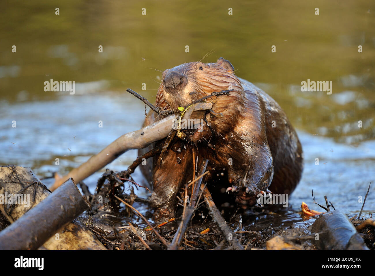 Beaver teeth hi-res stock photography and images - Alamy