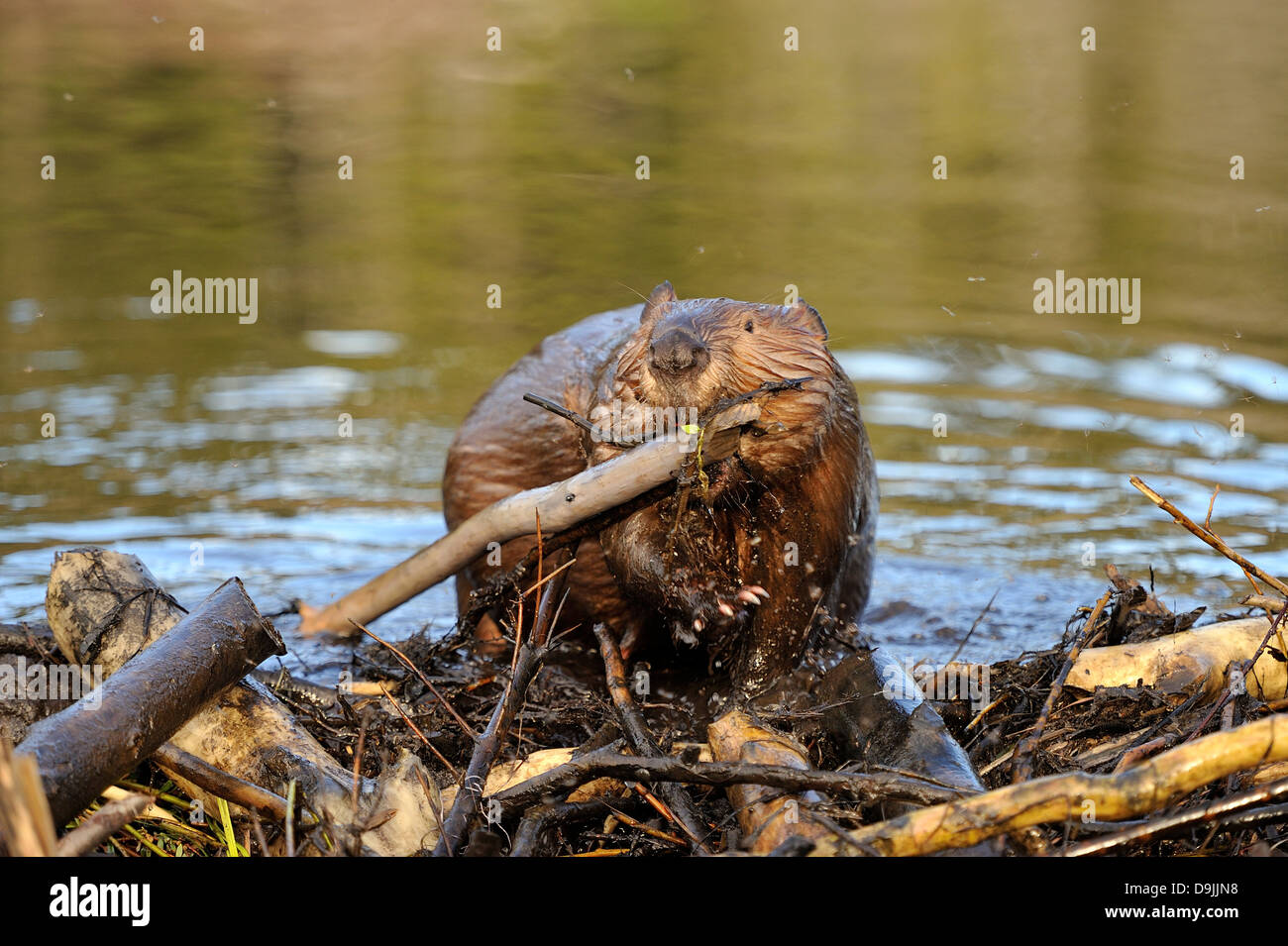 Beaver teeth hi-res stock photography and images - Alamy