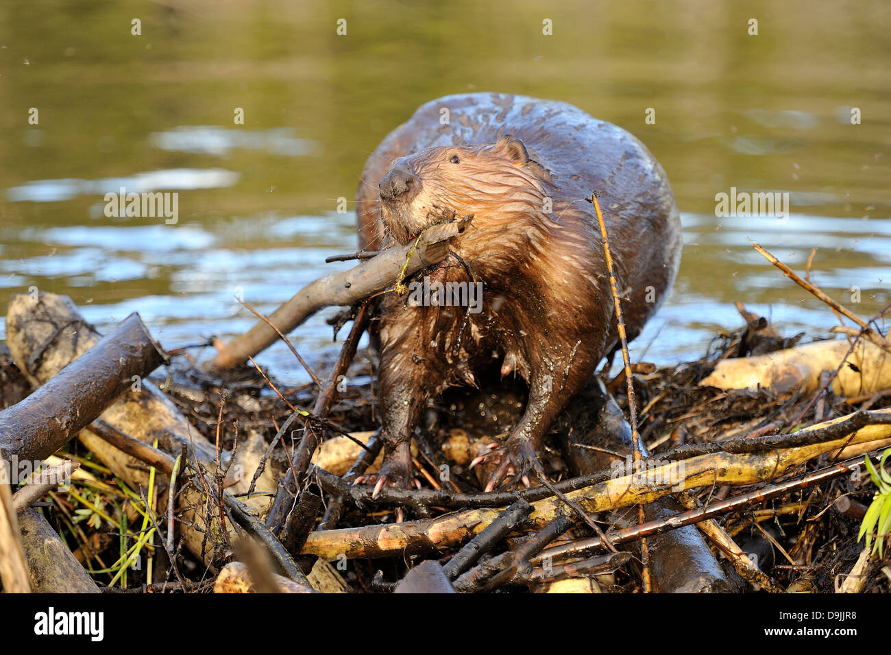 Beavers Building Dam Stock Photos & Beavers Building Dam Stock Images ...