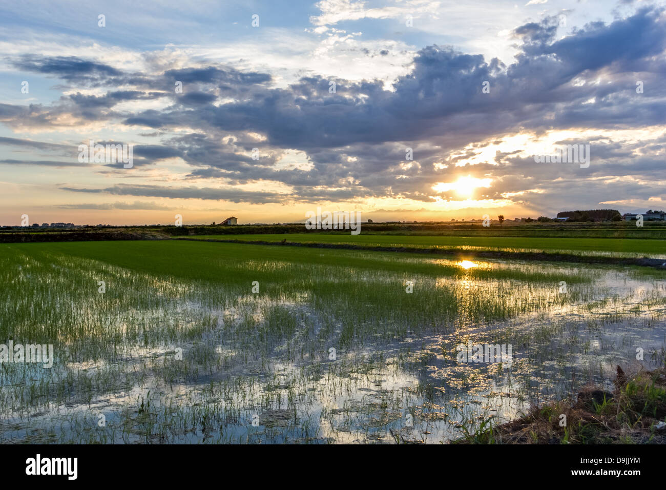 Sunset over rice fields Stock Photo - Alamy