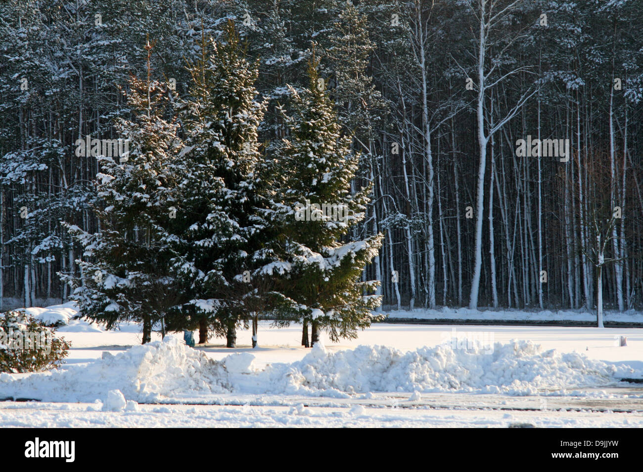 Group of pines covered with snow Stock Photo - Alamy