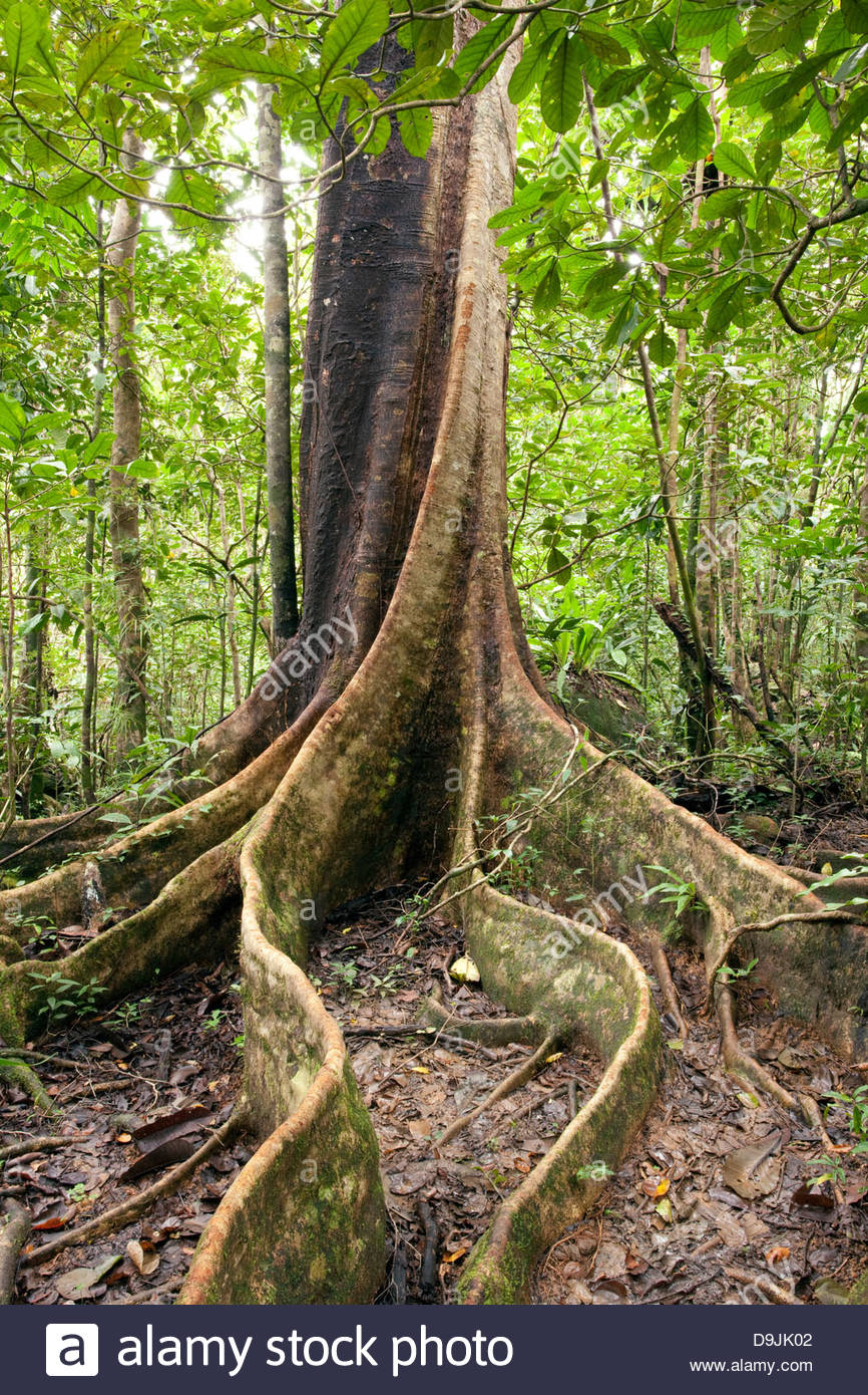 Canarium Stock Photos & Canarium Stock Images - Alamy