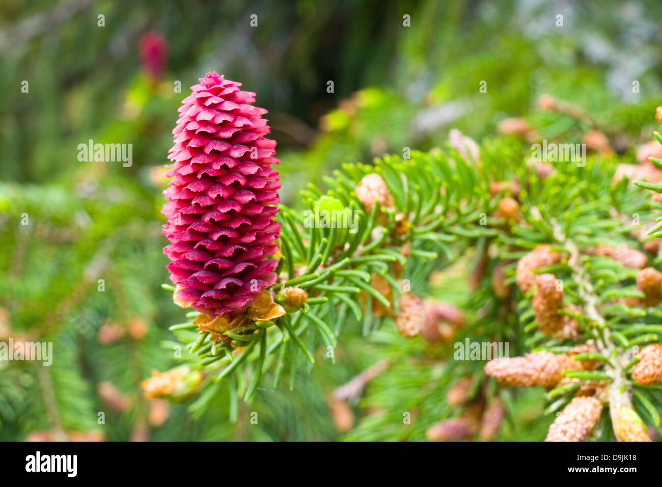 Spruce tree branch with young cones Stock Photo - Alamy