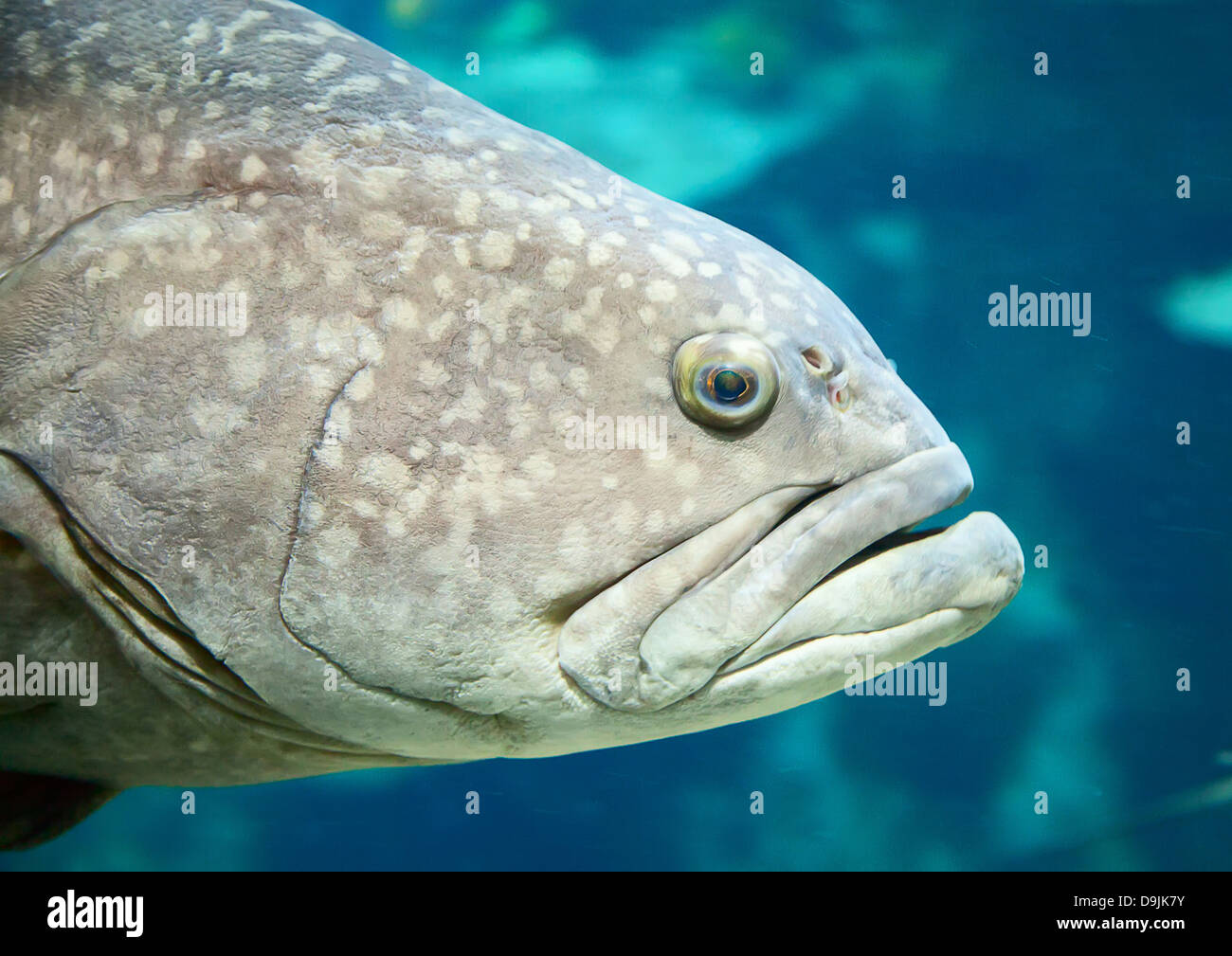 Mouth of the giant grouper in the deep blue water Stock Photo - Alamy