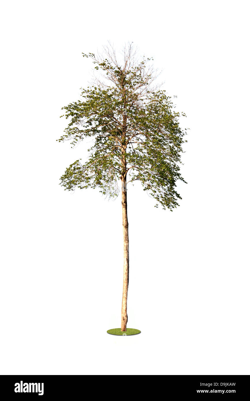 The Tropical tree on a white background Stock Photo - Alamy