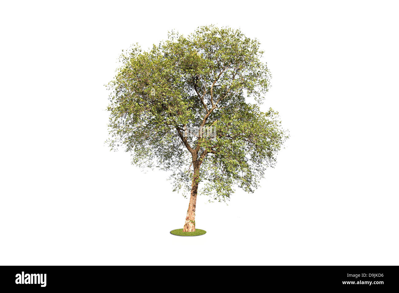 The Tropical tree on a white background Stock Photo - Alamy