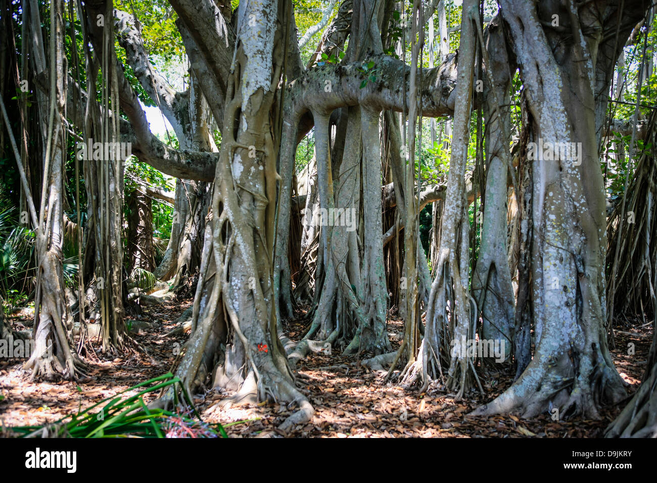 Indian banyan tree bark hi-res stock photography and images - Alamy