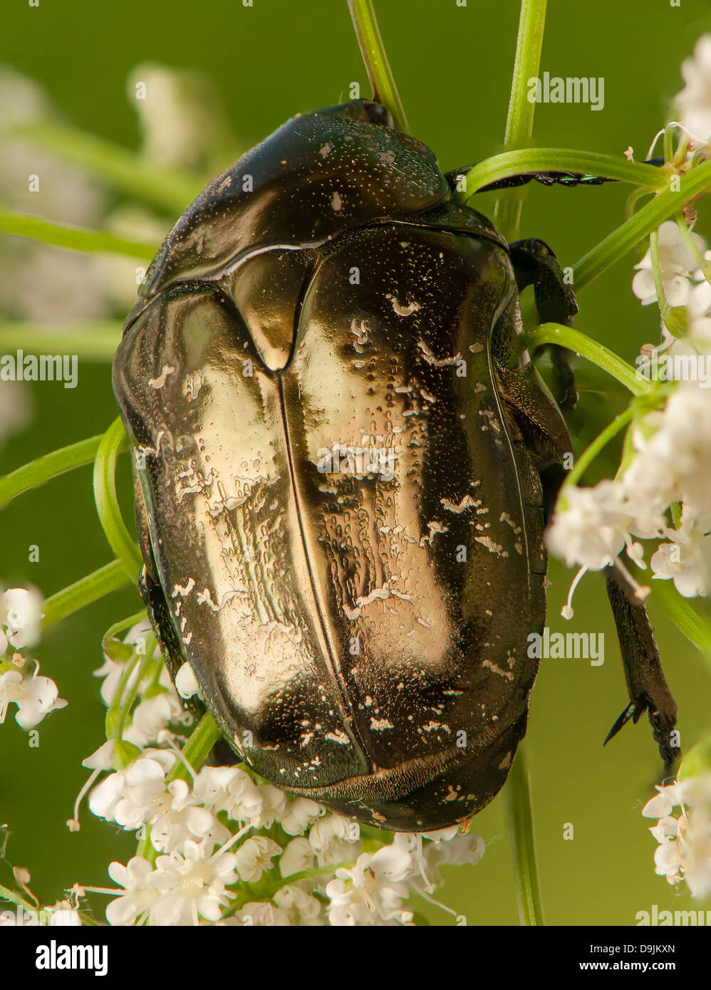 Liocola marmorata hi-res stock photography and images - Alamy