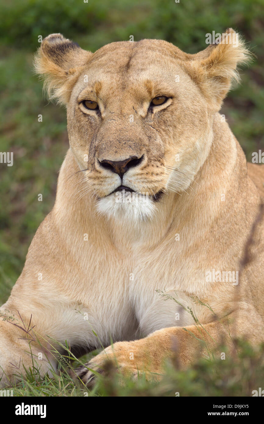 Female lion close up hi-res stock photography and images - Alamy